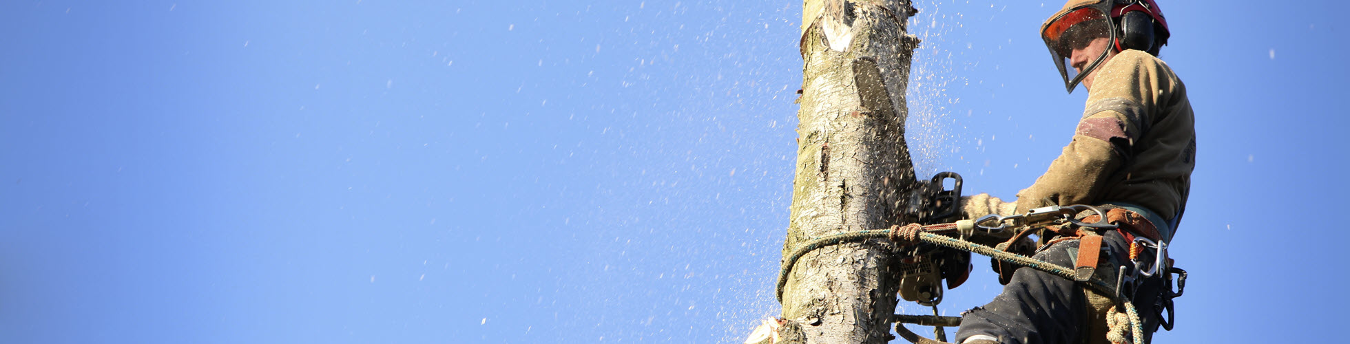 Tree Care Blog - TreeCareHQ