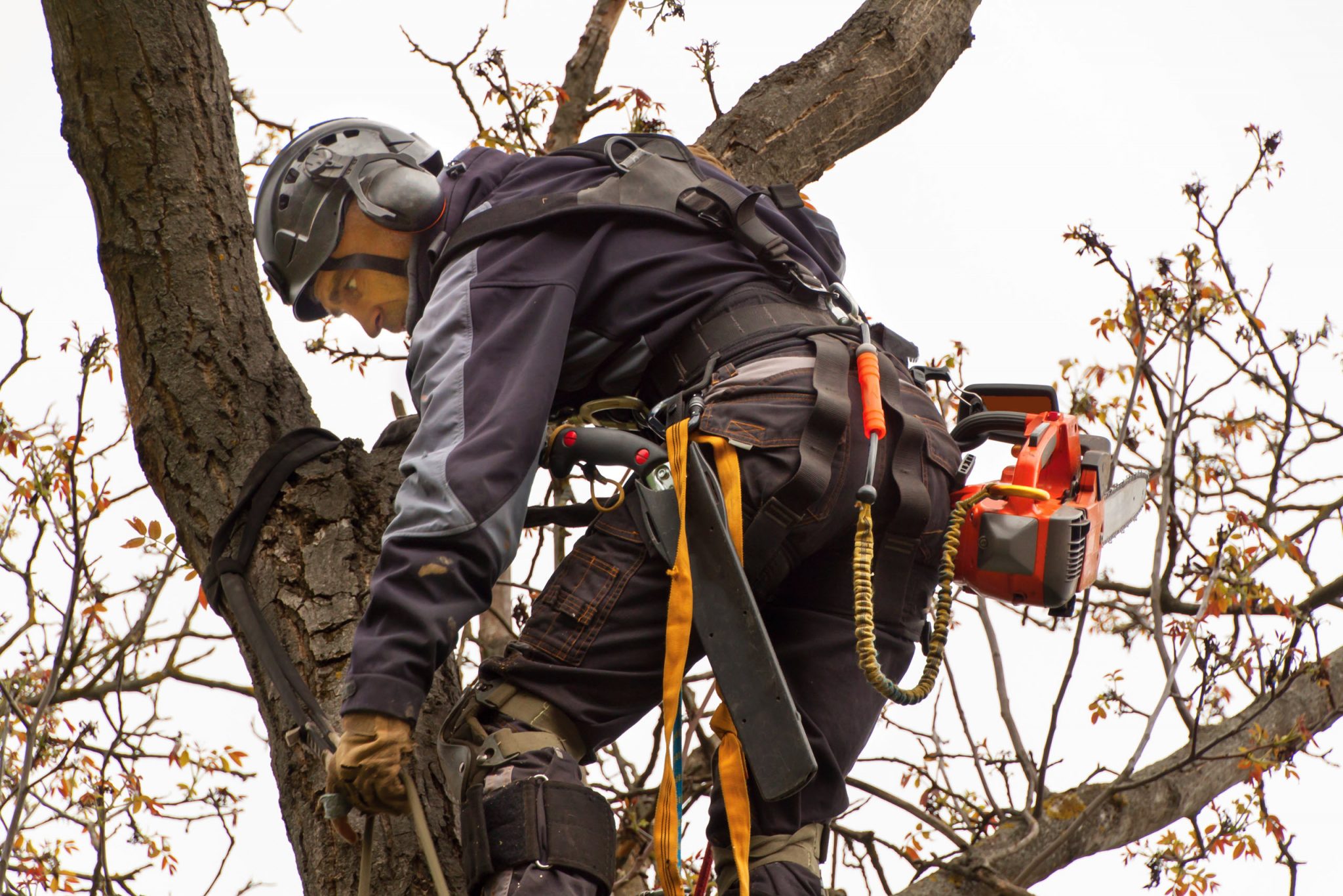 Arborist Tree Care - TreeCareHQ