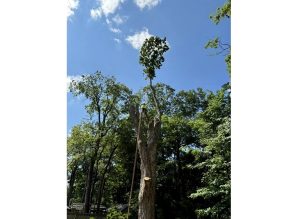 Buffalo Tree Service - Buffalo, New York - TreeCareHQ
